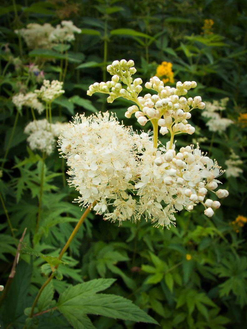 Что для нас БЕЛОГОЛОВНИК, то для французов ЦАРИЦА ПОЛЕЙ. — Нина Пермякова на TenChat.ru