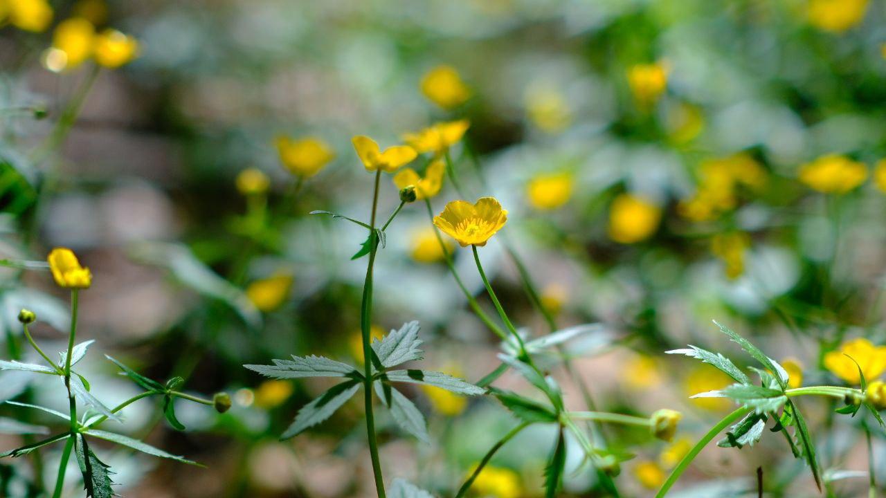 Эмоциональная гибкость — Ольга Ивлиева на TenChat.ru