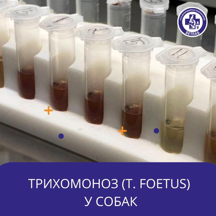 Трихомоноз (T. foetus) у собак 🐶 — Сеть ветеринарных лабораторий ...