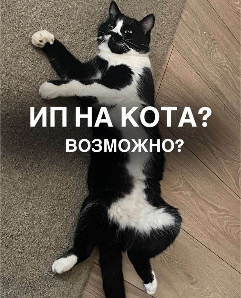 МОЖНО ЛИ ОФОРМИТЬ ИП НА КОТА? — Маргарита Варт на TenChat.ru